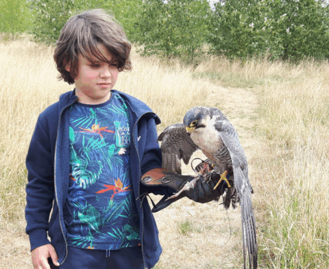 Falconry Experiences : Hands-On Bird of Prey Encounters
