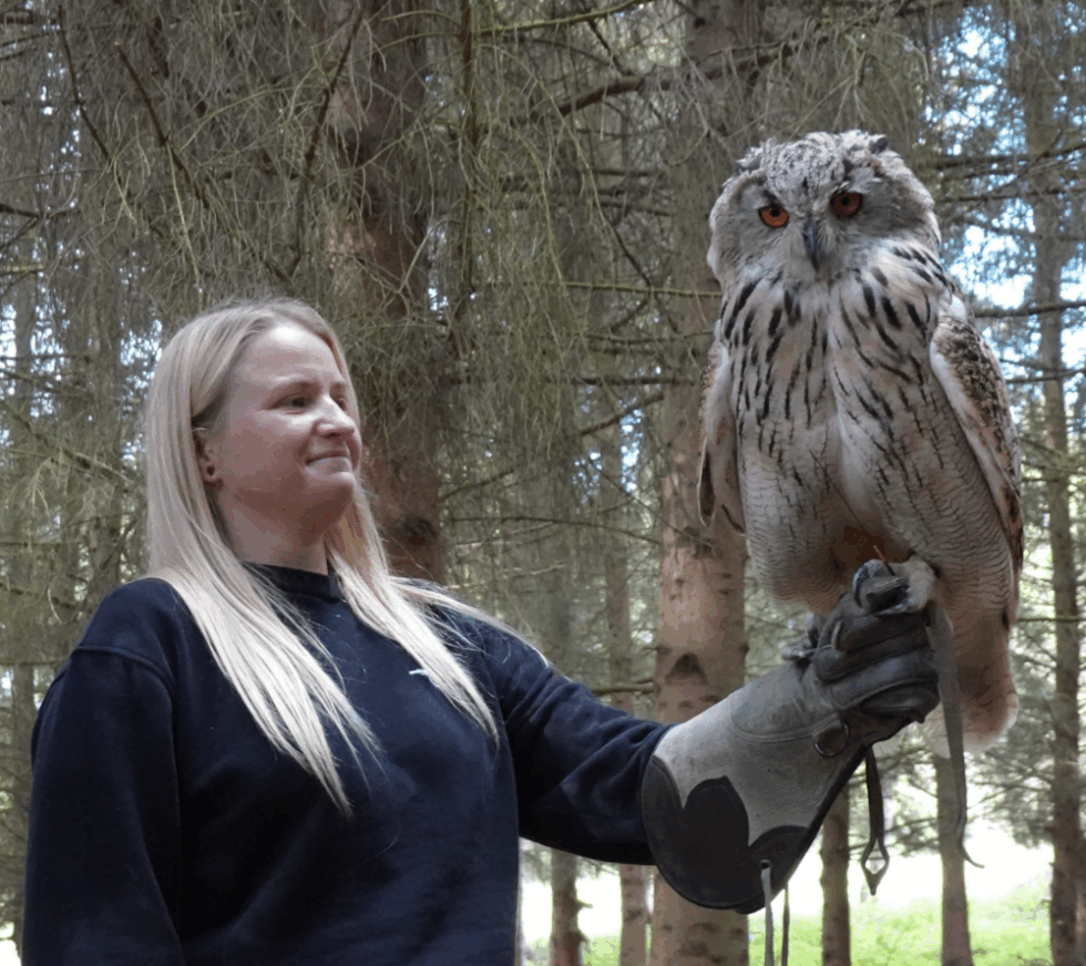 Falconry Experiences : Hands-On Bird of Prey Encounters